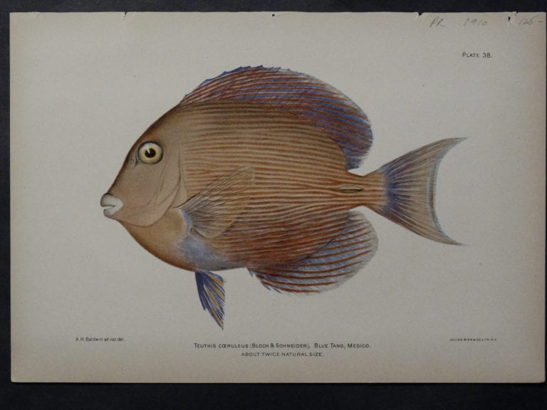 Ocean Lake Fish-American Antique Lithographs- Over 100 Years Old