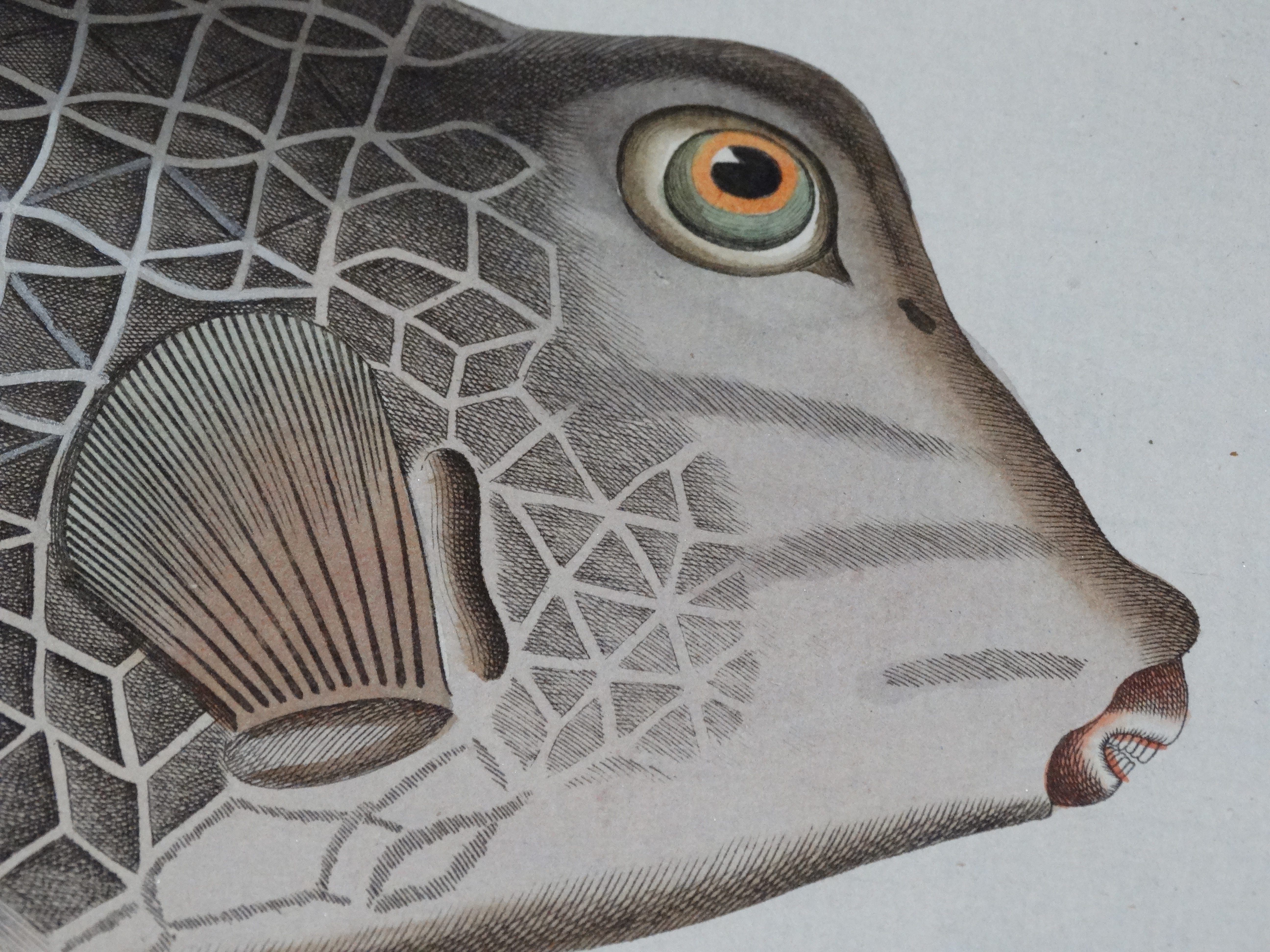 Elieser Bloch Fish Engravings 18th Century. | Anne Hall Antique Prints