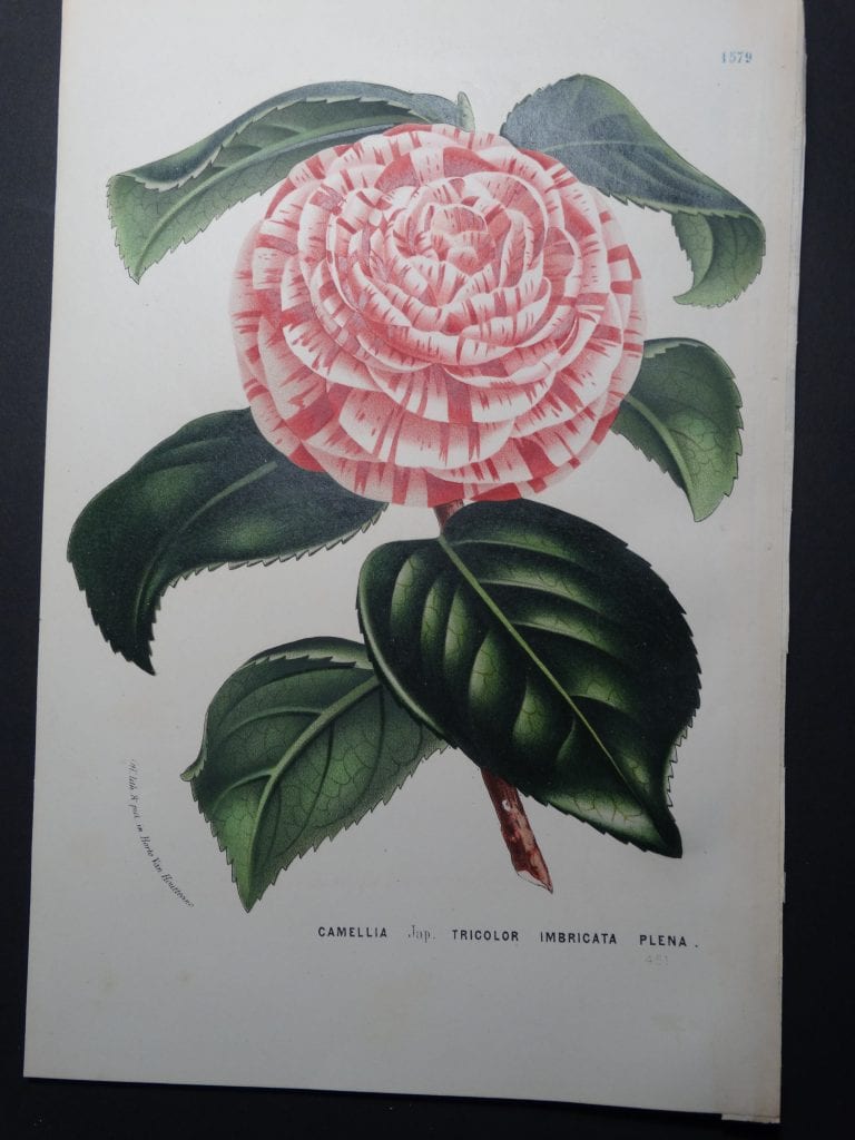 Camellia Antique Hand Colored Lithograph 3 | Antique Lithographs ...