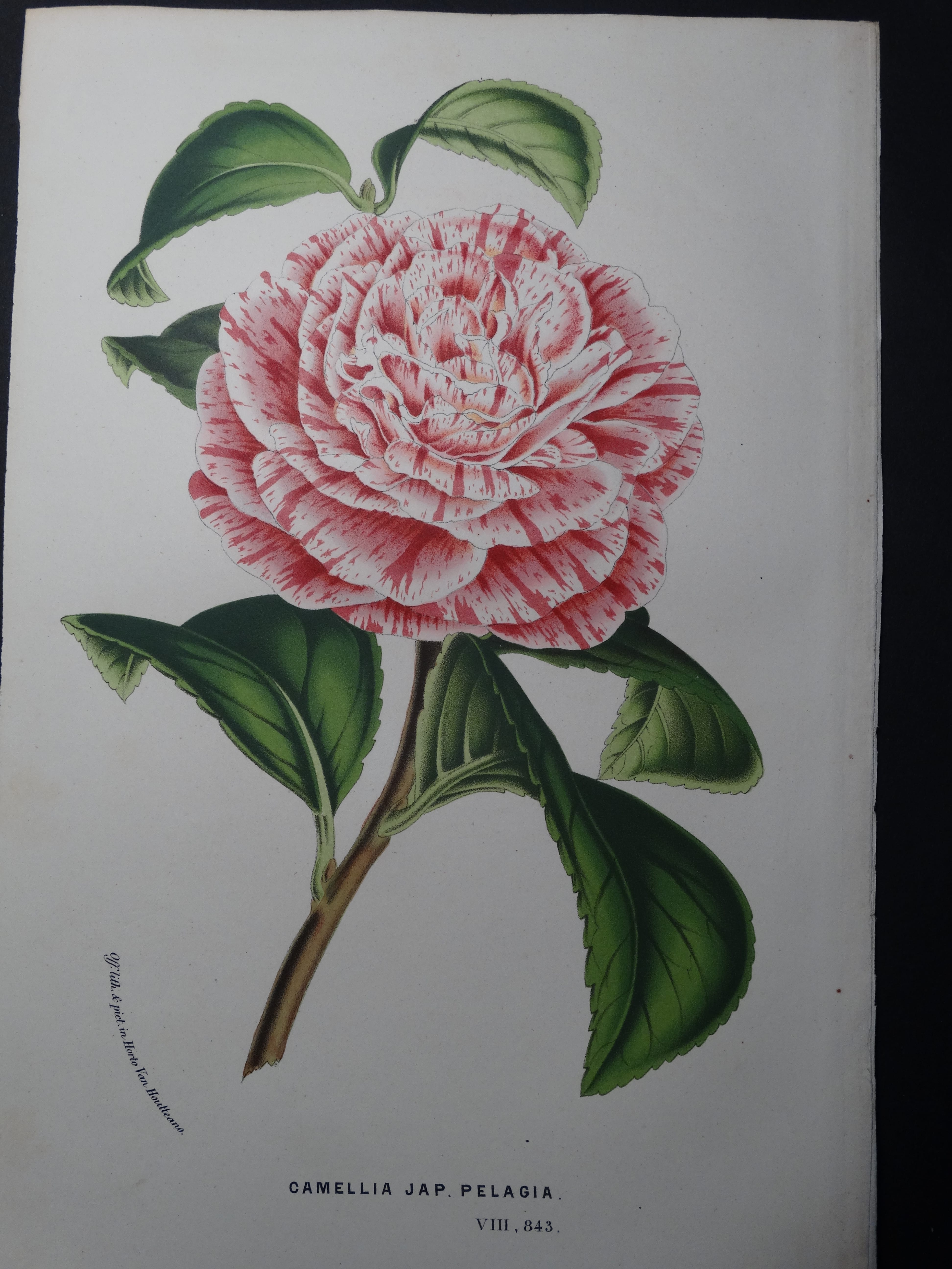 Camellia Antique Hand Colored Lithograph 4 | Anne Hall Antique Prints