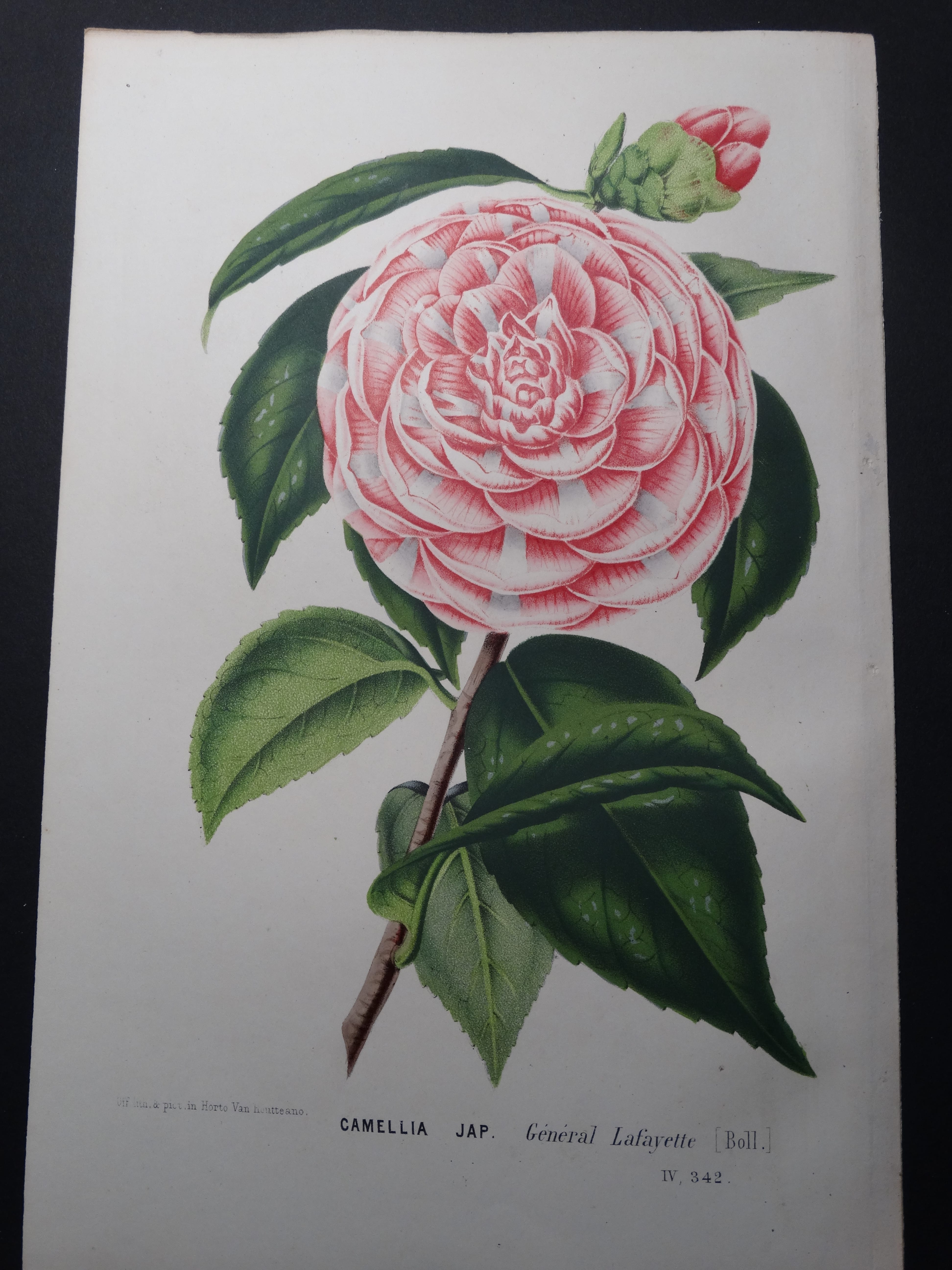 Camellia Antique Hand Colored Lithograph 5 | Anne Hall Antique Prints