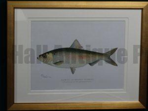 Ocean Fish- Anne Hall Antique Prints