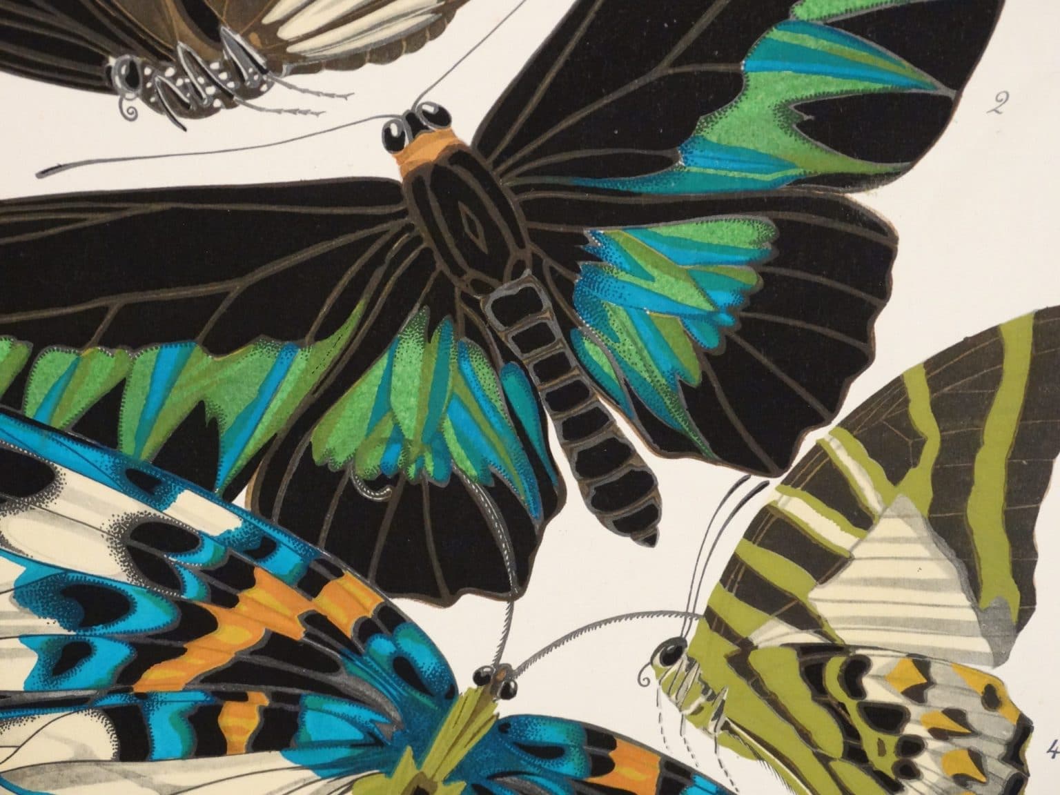 Seguy Insectes Papillons: Pochoir Butterflies, E.A. Seguy Bugs