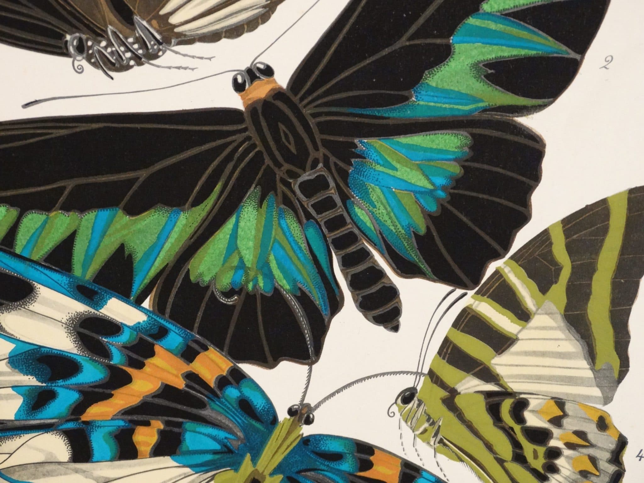 Seguy Insectes Papillons: Pochoir Butterflies, E.A. Seguy Bugs