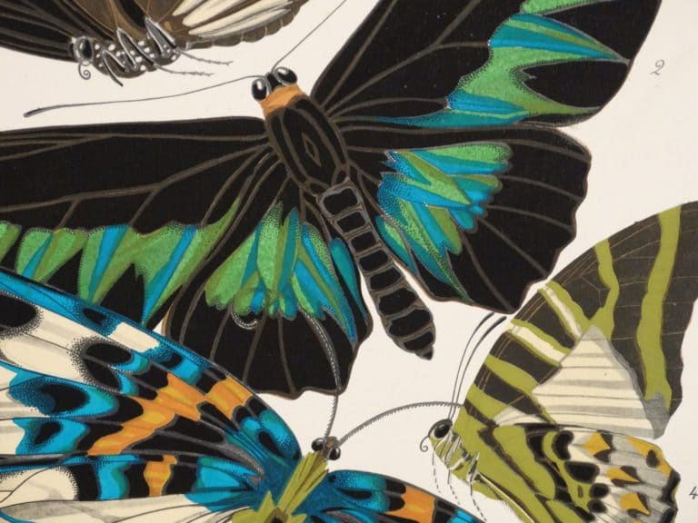 Seguy Insectes Papillons: Pochoir Butterflies, E.A. Seguy Bugs