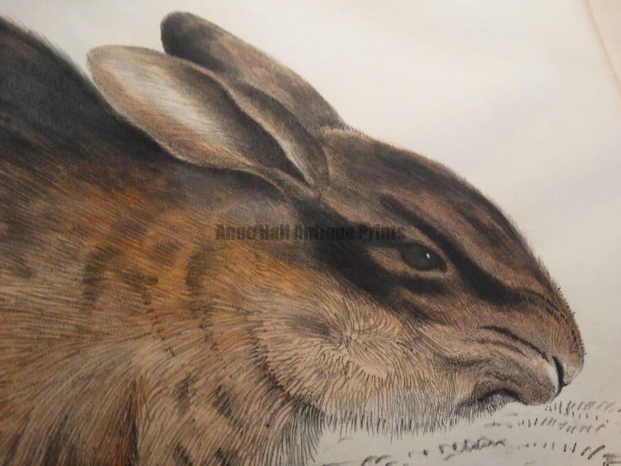 Rabbits Archives | Anne Hall Antique Prints