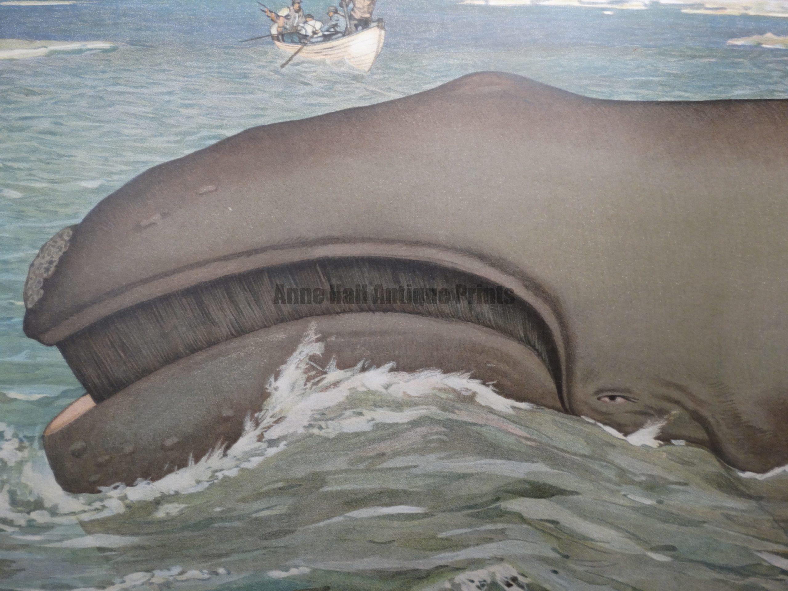 Whales & Whaling: Available 18th and 19th Century Antique Whale Prints