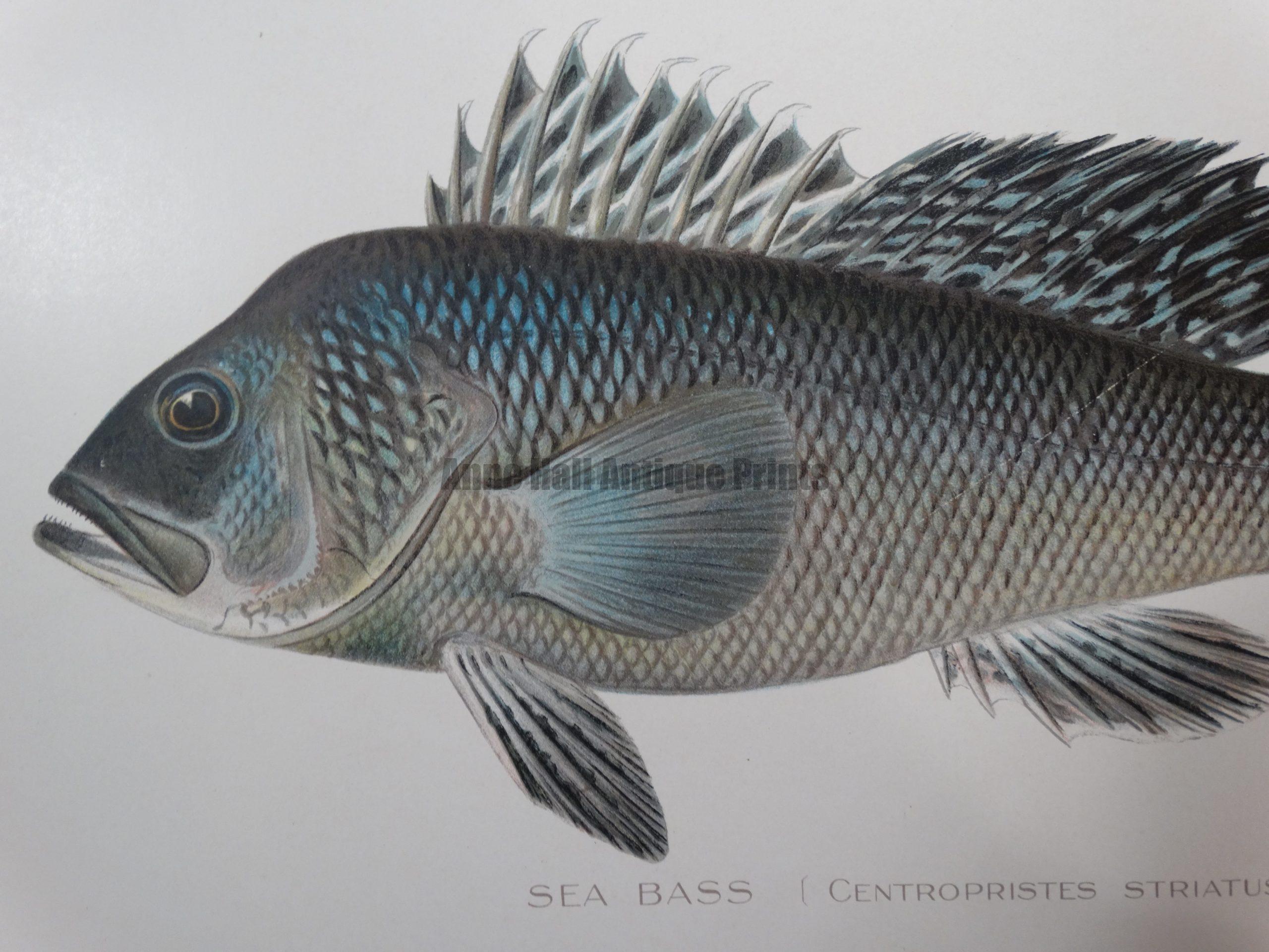Ocean Lake Fish: Buy Antique Lithographs Over 100 Years Old