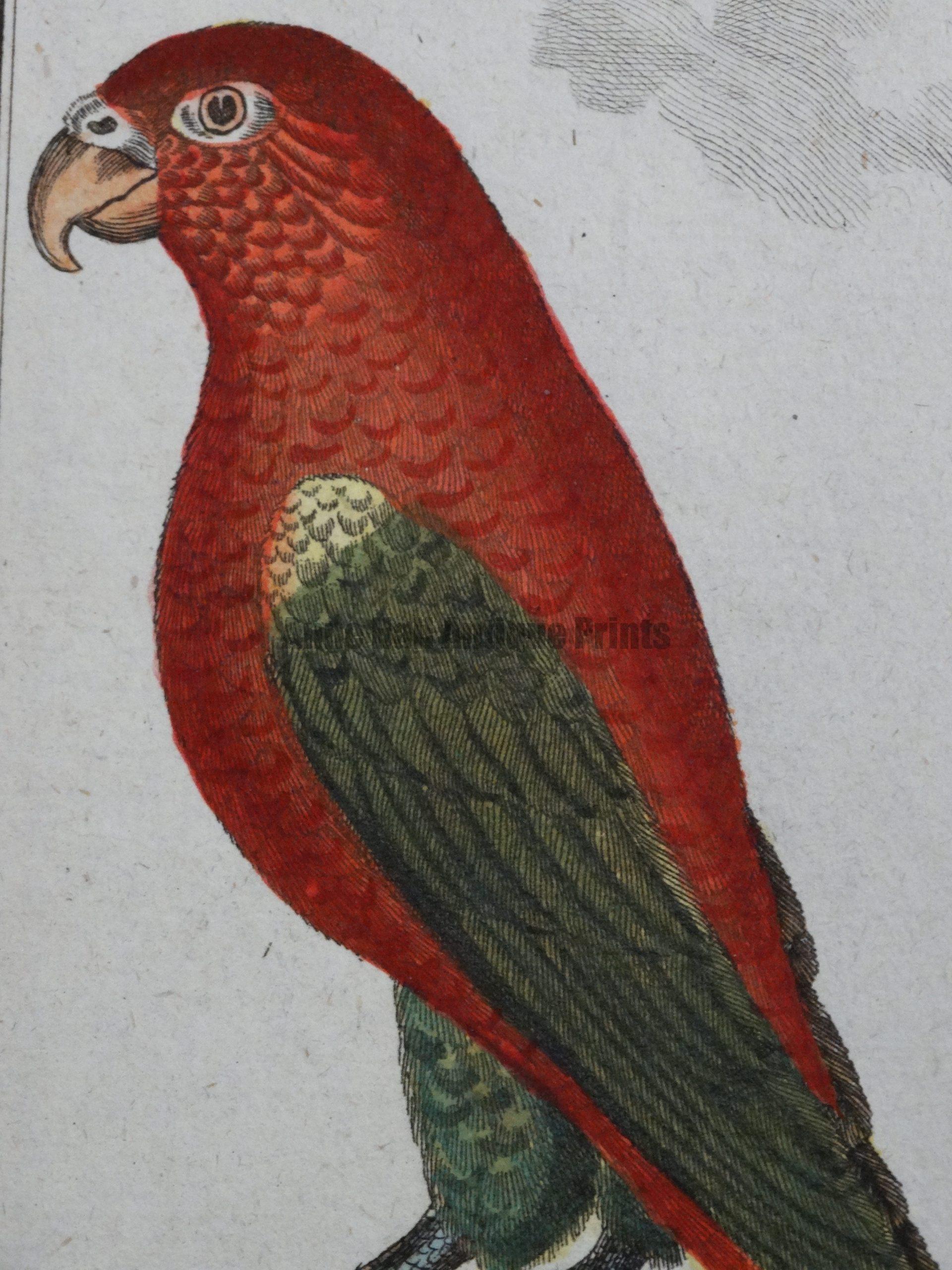 Parrots. Genuine 19th century antique parrot lithographs & engravings.