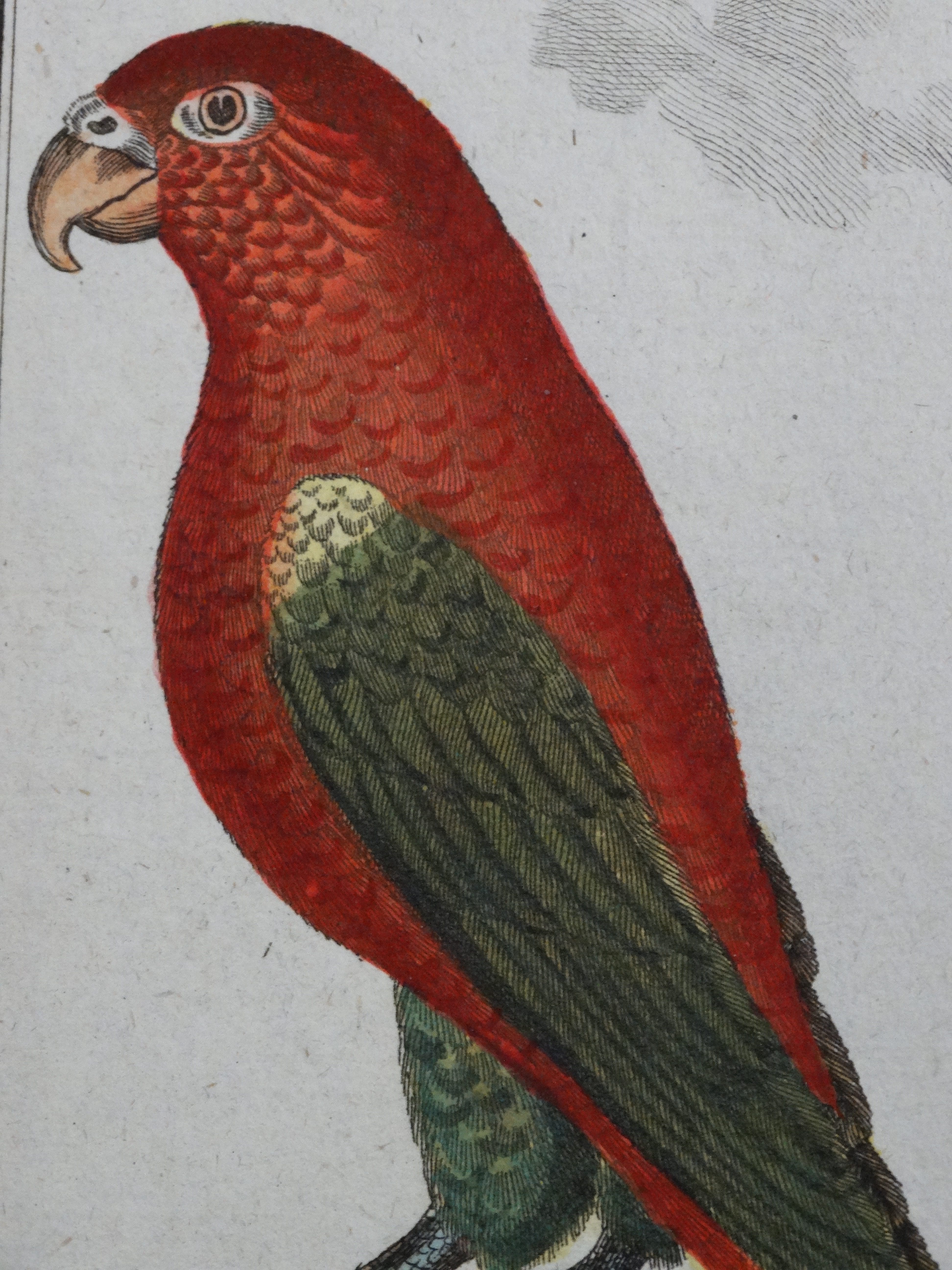 Parrots. Genuine antique parrot lithographs & engravings - Anne Hall ...