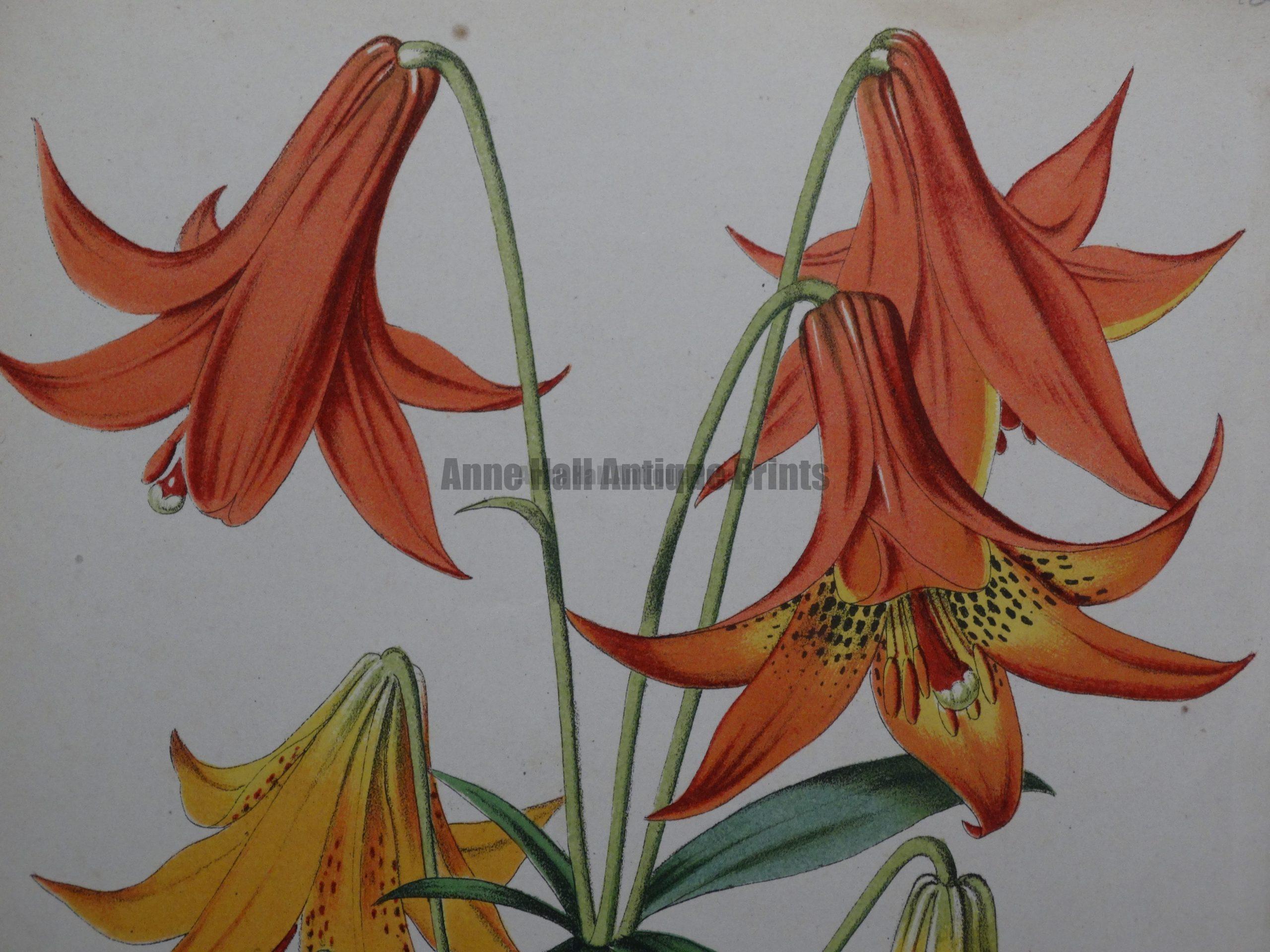 Lilies | Shop Antique Lily Lithographs & Vintage Engravings