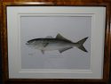 Ocean Lake Fish | American Antique Lithographs | Sherman Foote Denton