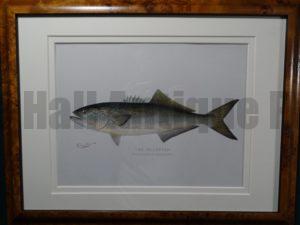 Ocean Lake Fish | American Antique Lithographs | Sherman Foote Denton