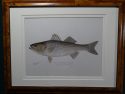 Ocean Lake Fish | American Antique Lithographs | Sherman Foote Denton