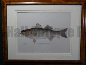 Ocean Lake Fish | American Antique Lithographs | Sherman Foote Denton