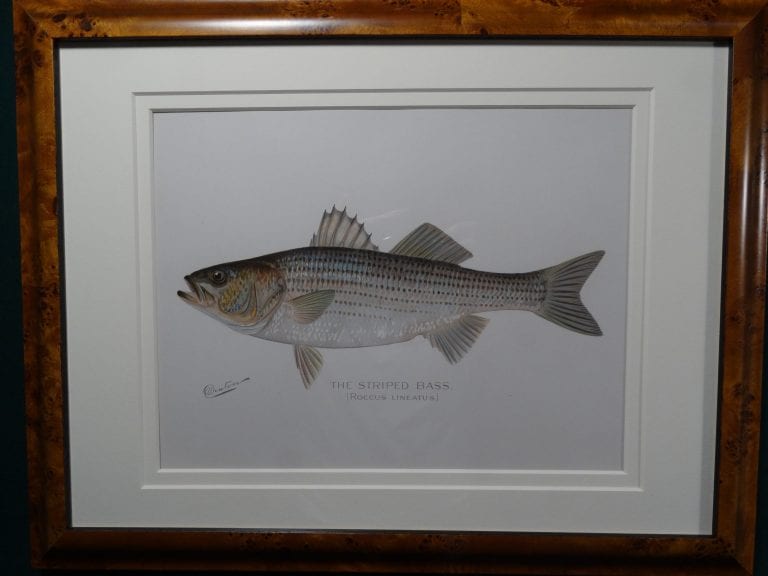 Ocean Lake Fish | American Antique Lithographs | Sherman Foote Denton