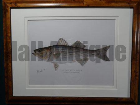 Ocean Lake Fish | American Antique Lithographs | Sherman Foote Denton
