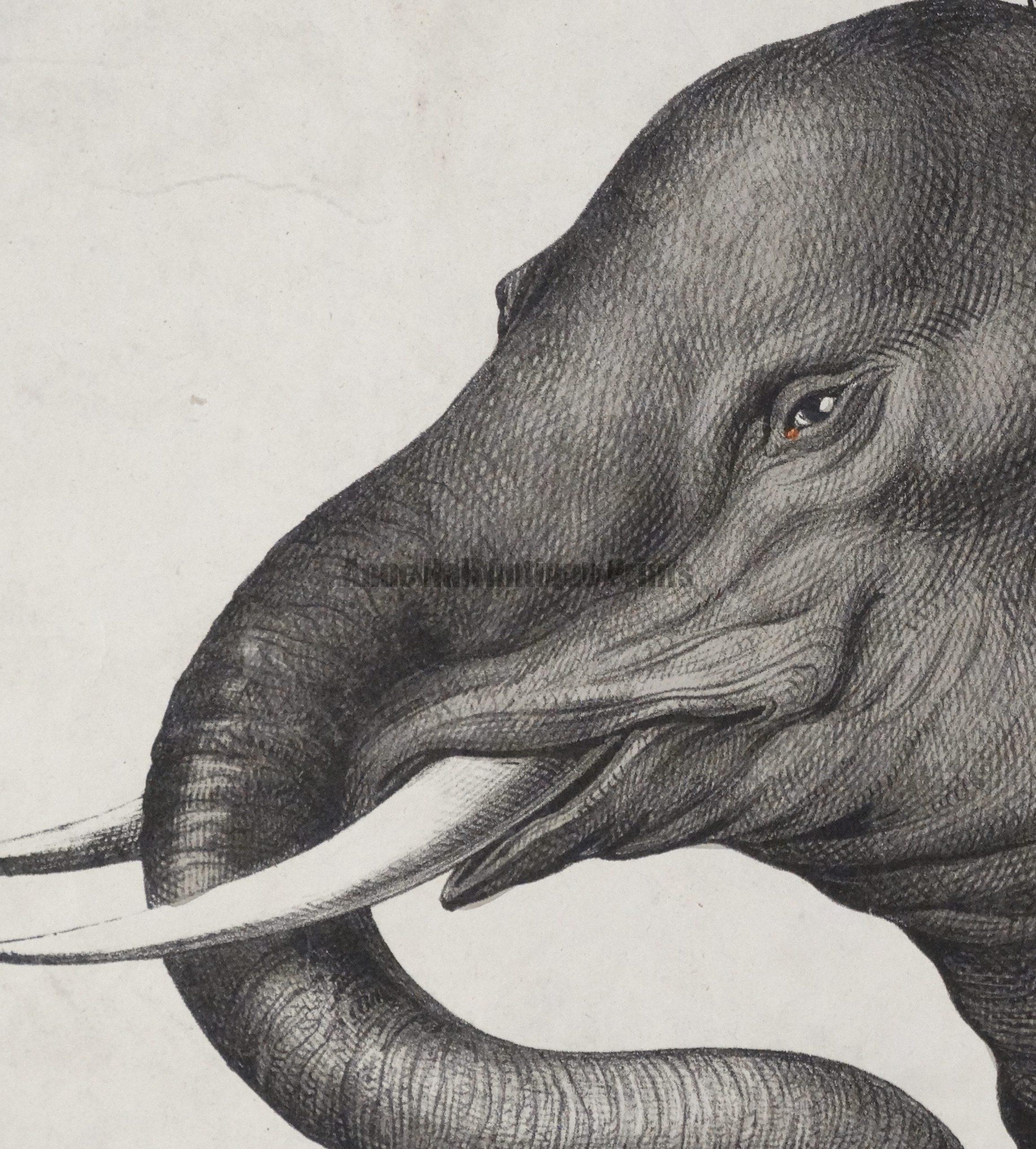 Antique Animal Prints For Sale Anne Hall Antique Prints