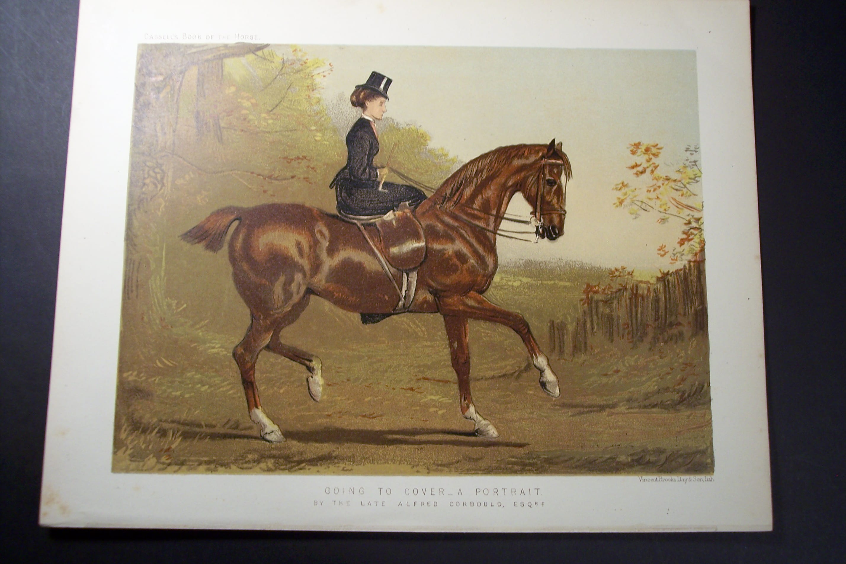 Horses Cassell Side Saddle | Anne Hall Antique Prints