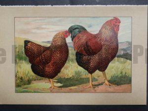 Chickens Roosters: Antique Poultry Lithographs & Engravings