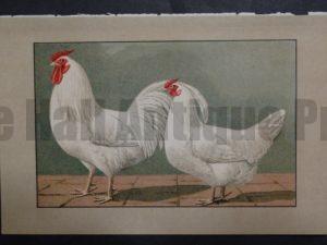 Chickens Roosters: Antique Poultry Lithographs & Engravings