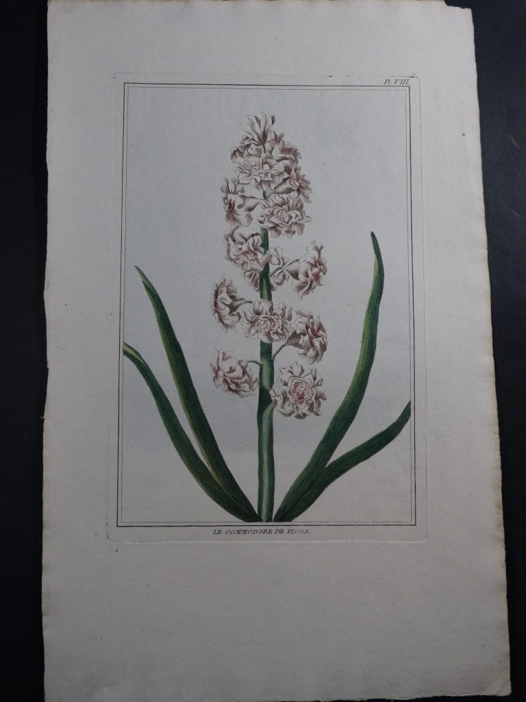 Other Special Flowers - Daffodils, Gloxinas, Magnolias & Hyacinths