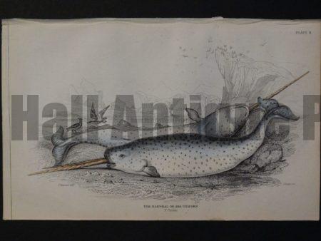 Whales: Historic Antique Lithographs, Engravings on Whaling