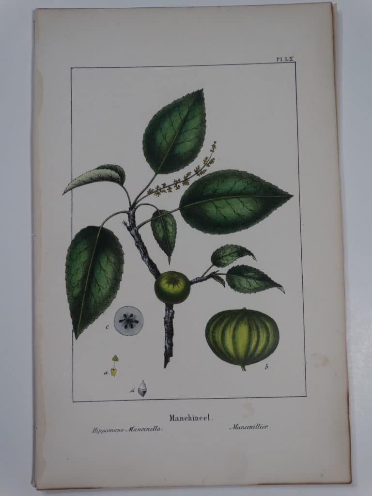 Manchineel | Antique Lithographs & Engravings