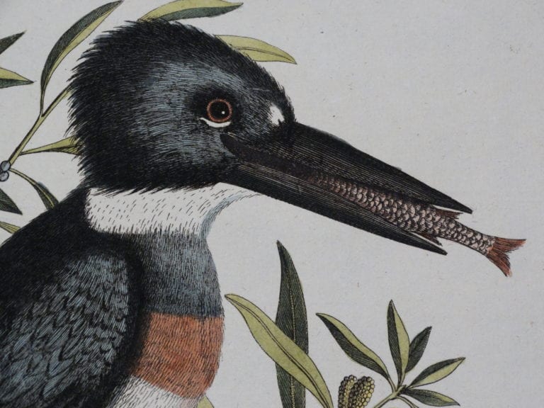 Mark Catesby Birds | 18th Century Engravings | American Ornithology