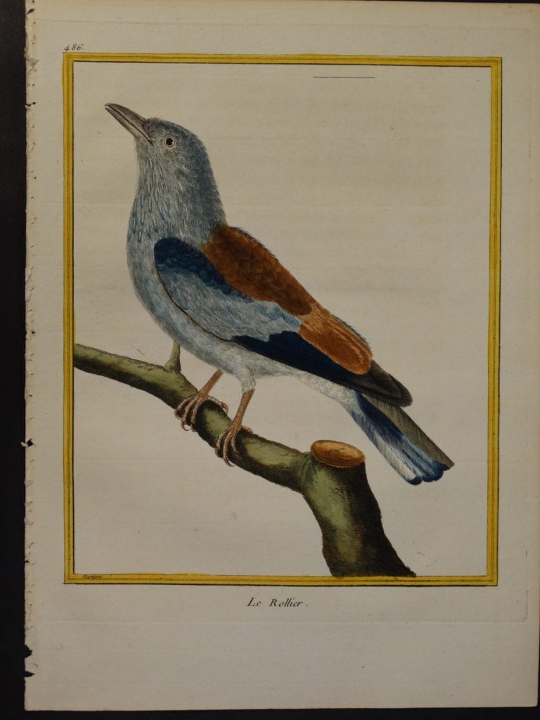 Tropical Birds, Francois Nicolas Martinet, Histoire des Oiseaux Engravings