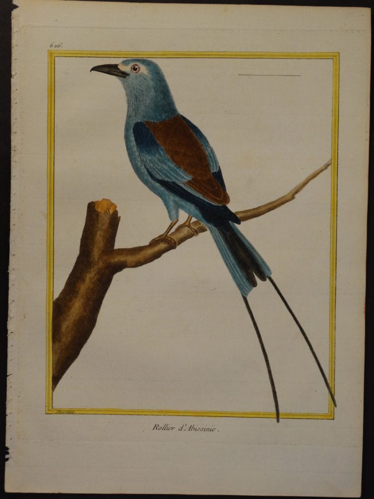 Tropical Birds, Francois Nicolas Martinet, Histoire des Oiseaux Engravings