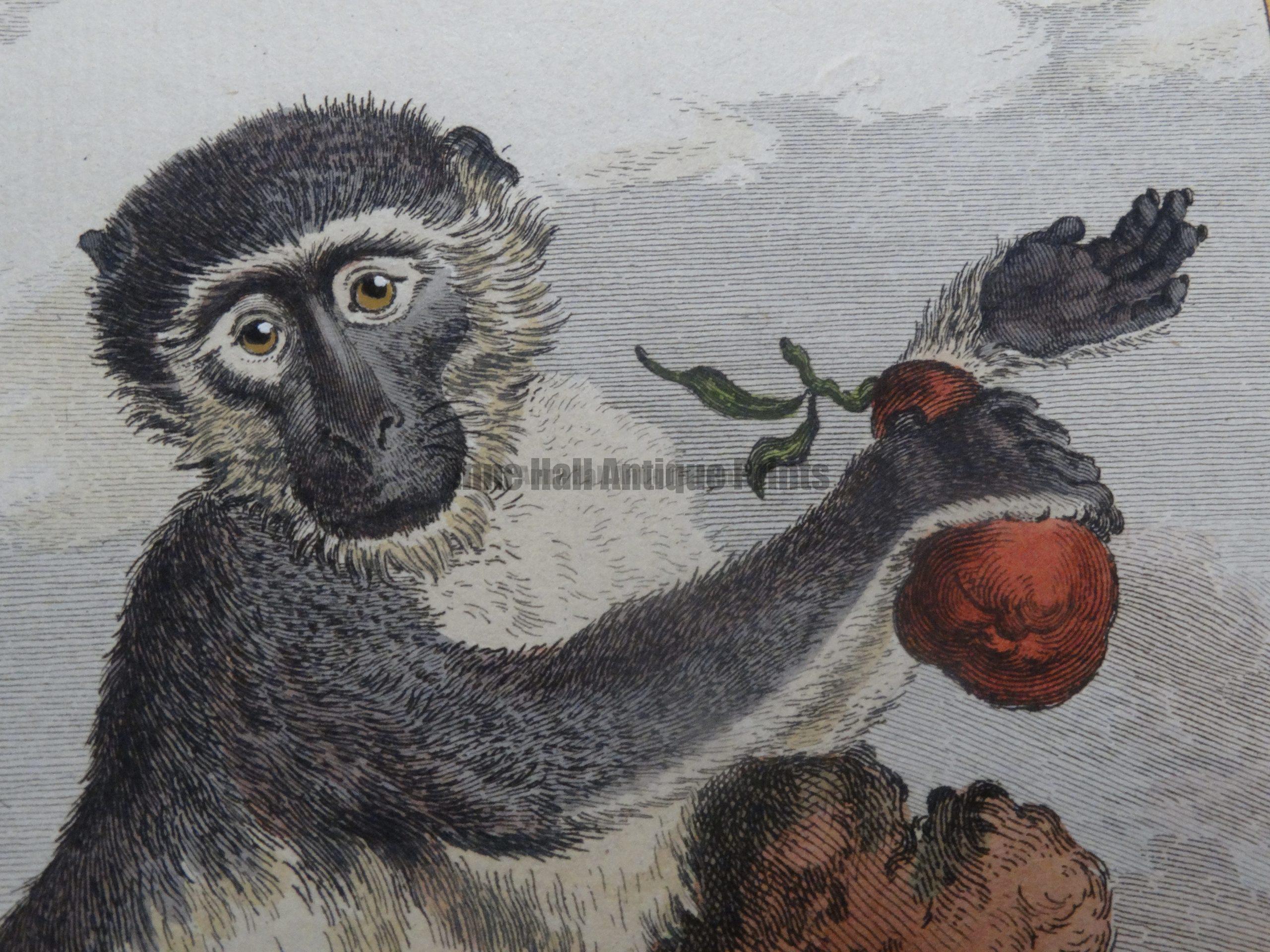 Monkey Archives | Anne Hall Antique Prints