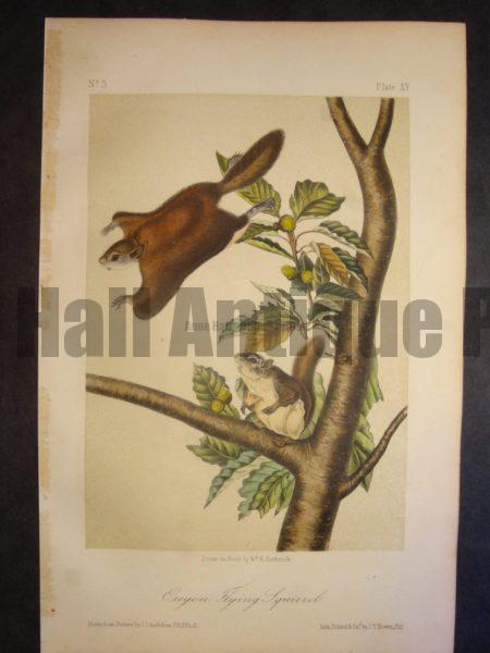 Woodland Animals Wildlife Mammals | Ancient Paper | Over 100 Years Old