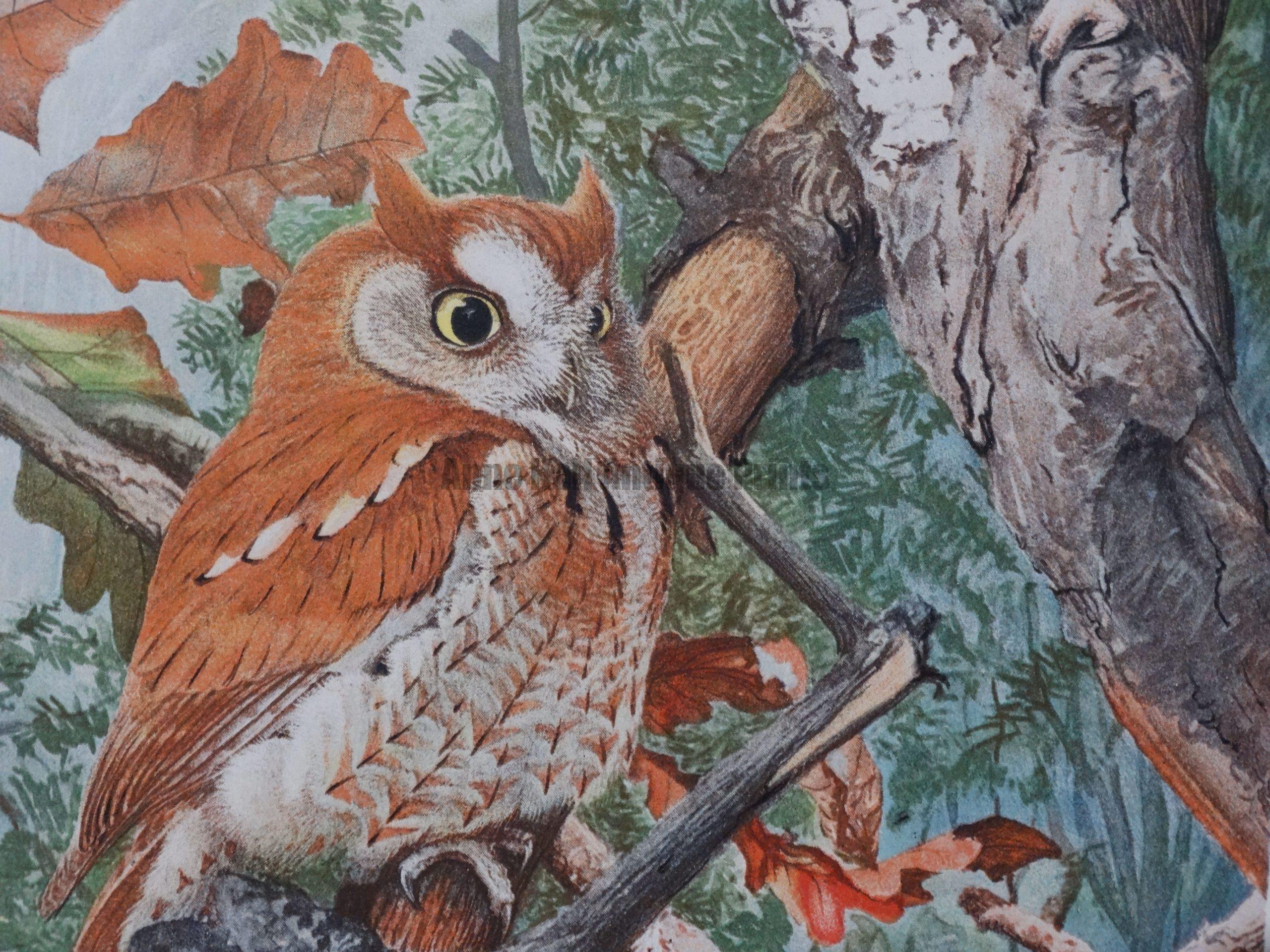 Owls Antique Engravings and Lithographs - Anne Hall Antique Prints