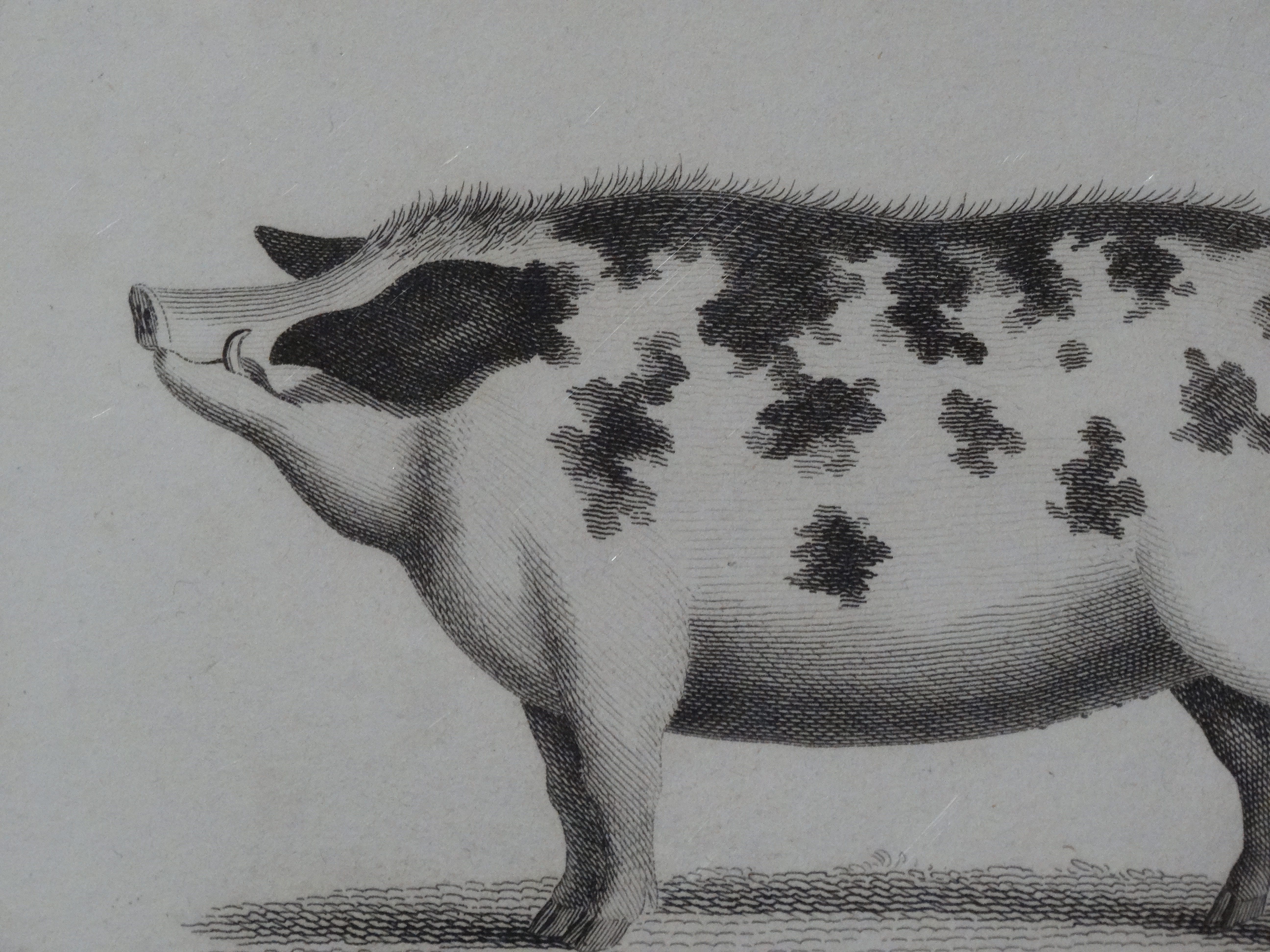 Pigs, Hogs- Anne Hall Antique Prints