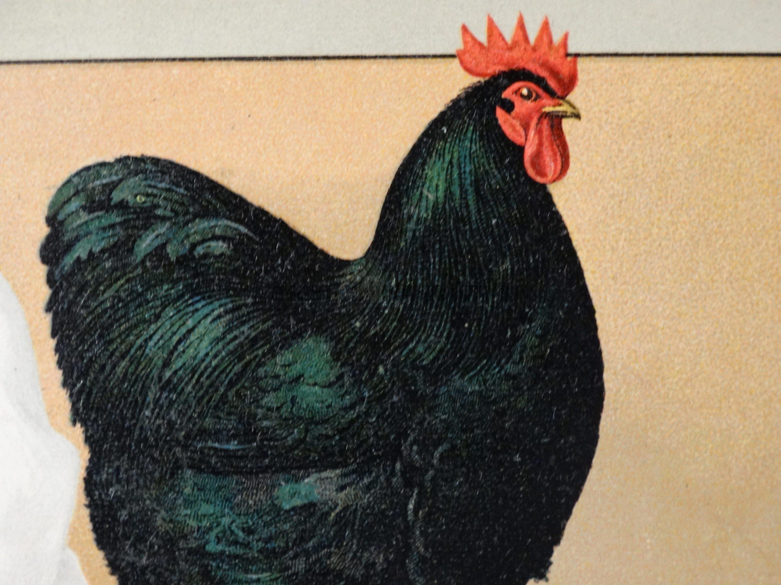 Antique Poultry Prints! Our online selection is worth clucking about ...