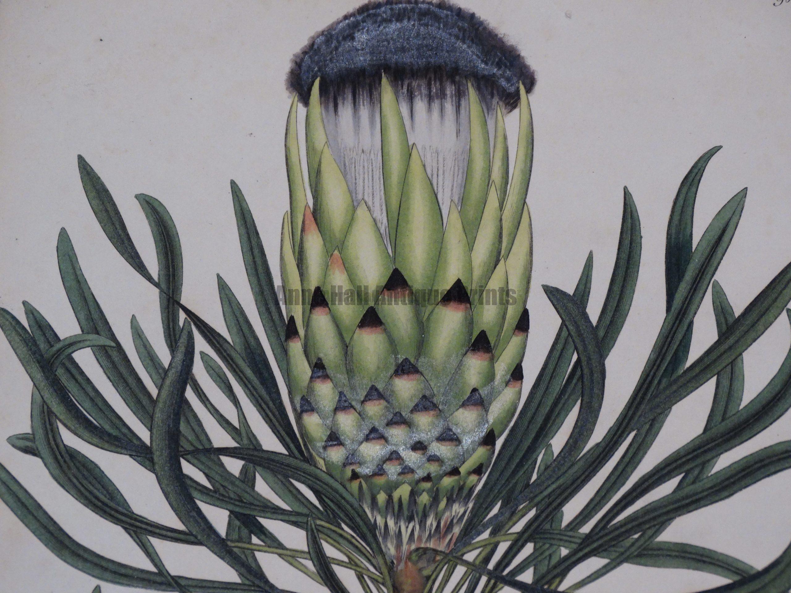 Protea Proteaceae Antique Botanical Engravings - Anne Hall Antique Prints