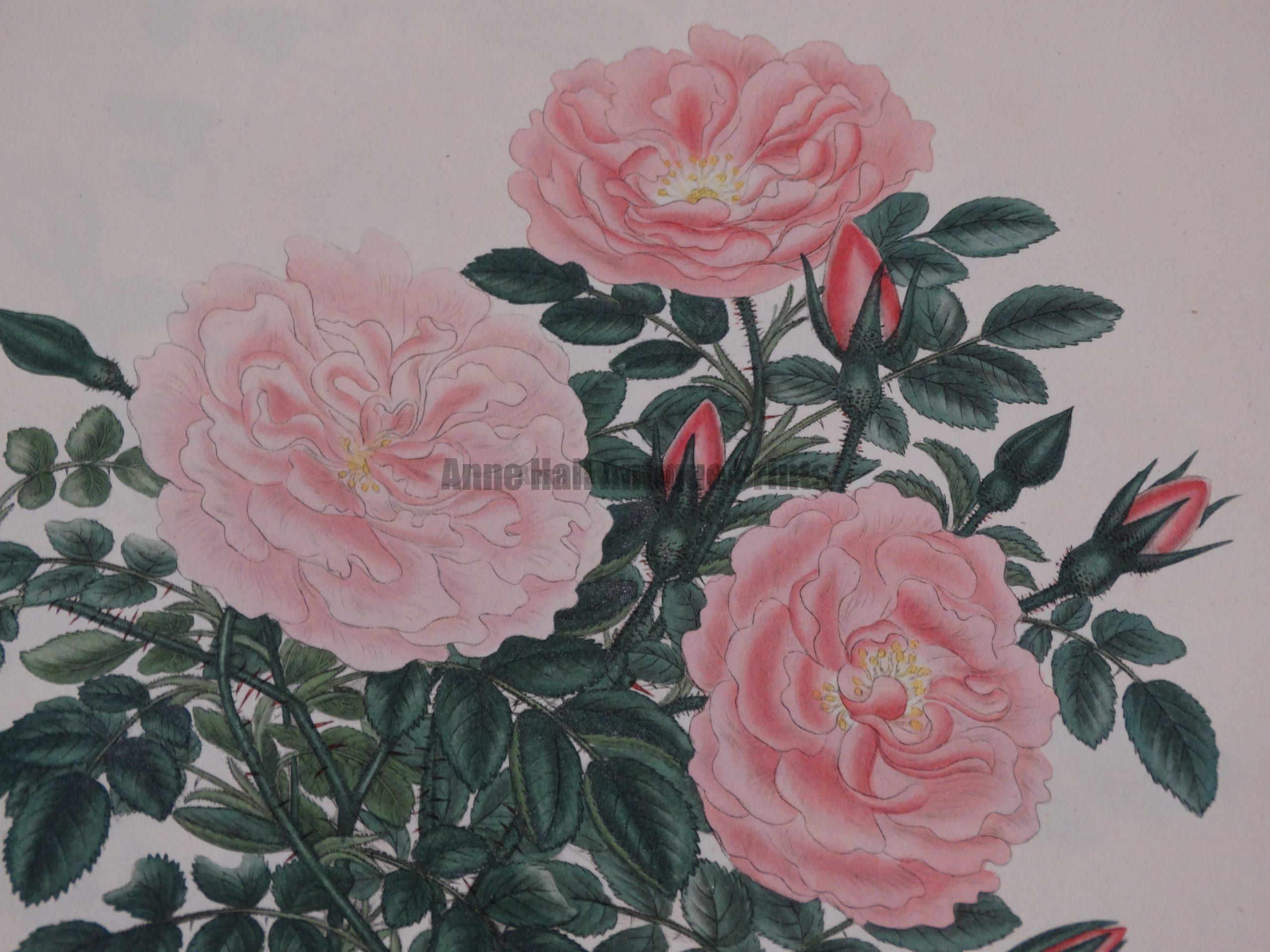 Old Hand Colored Rose Engravings and Lithographs