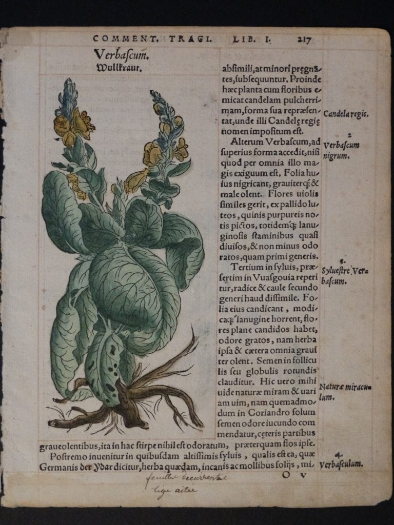 Simple Flowers-Centuries Old-Antique Botanical Magazine Engravings
