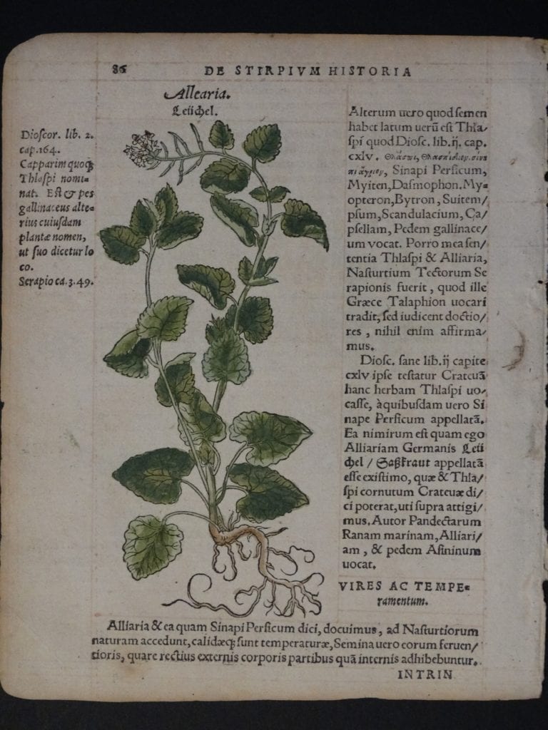 Simple Flowers-Centuries Old-Antique Botanical Magazine Engravings