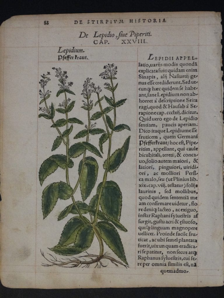 Simple Flowers-Centuries Old-Antique Botanical Magazine Engravings