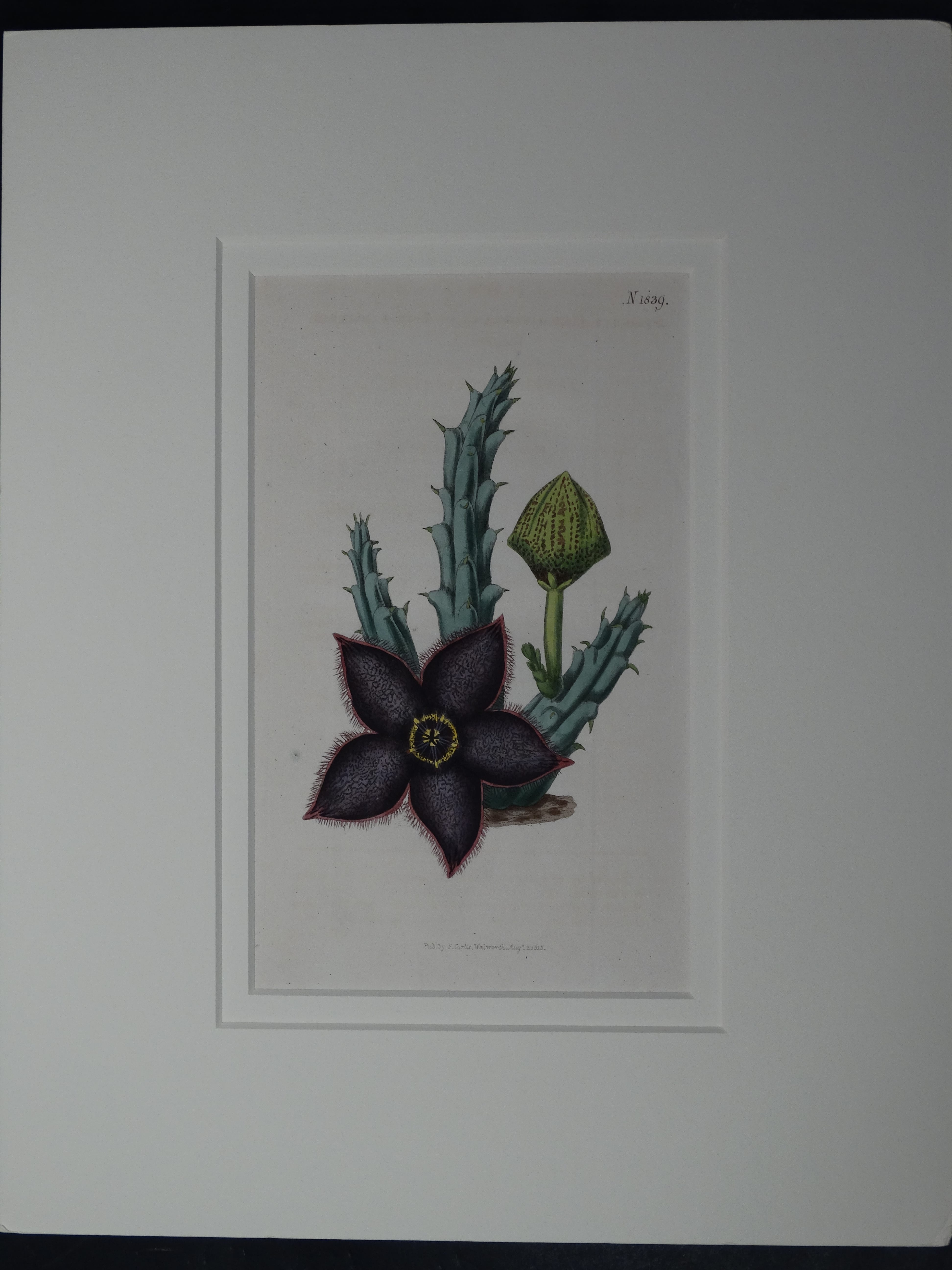 Anthurium Hawaiian Flowers and chromolithographs