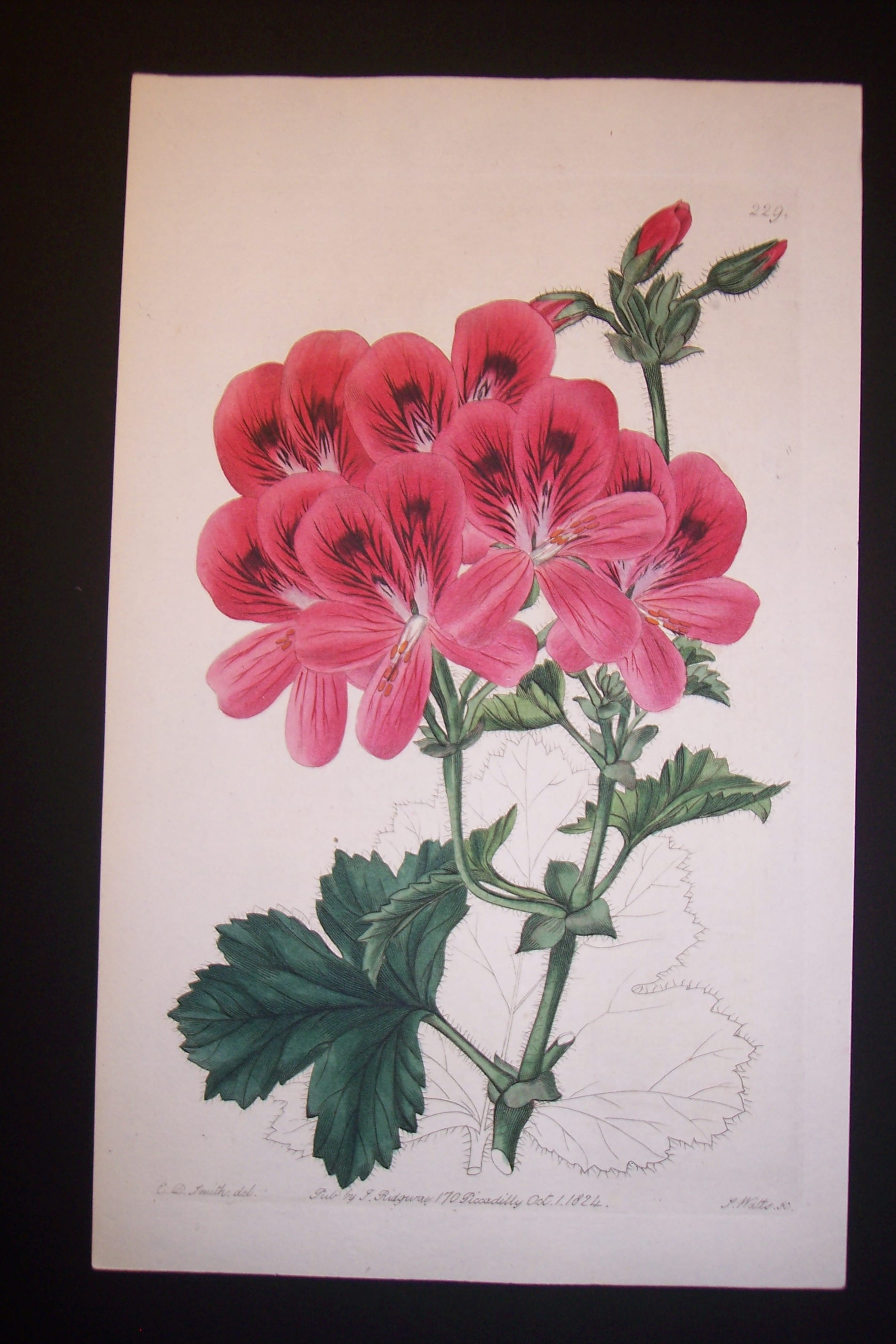 Geraniums: Antique Prints and Engravings - Anne Hall Antique Prints