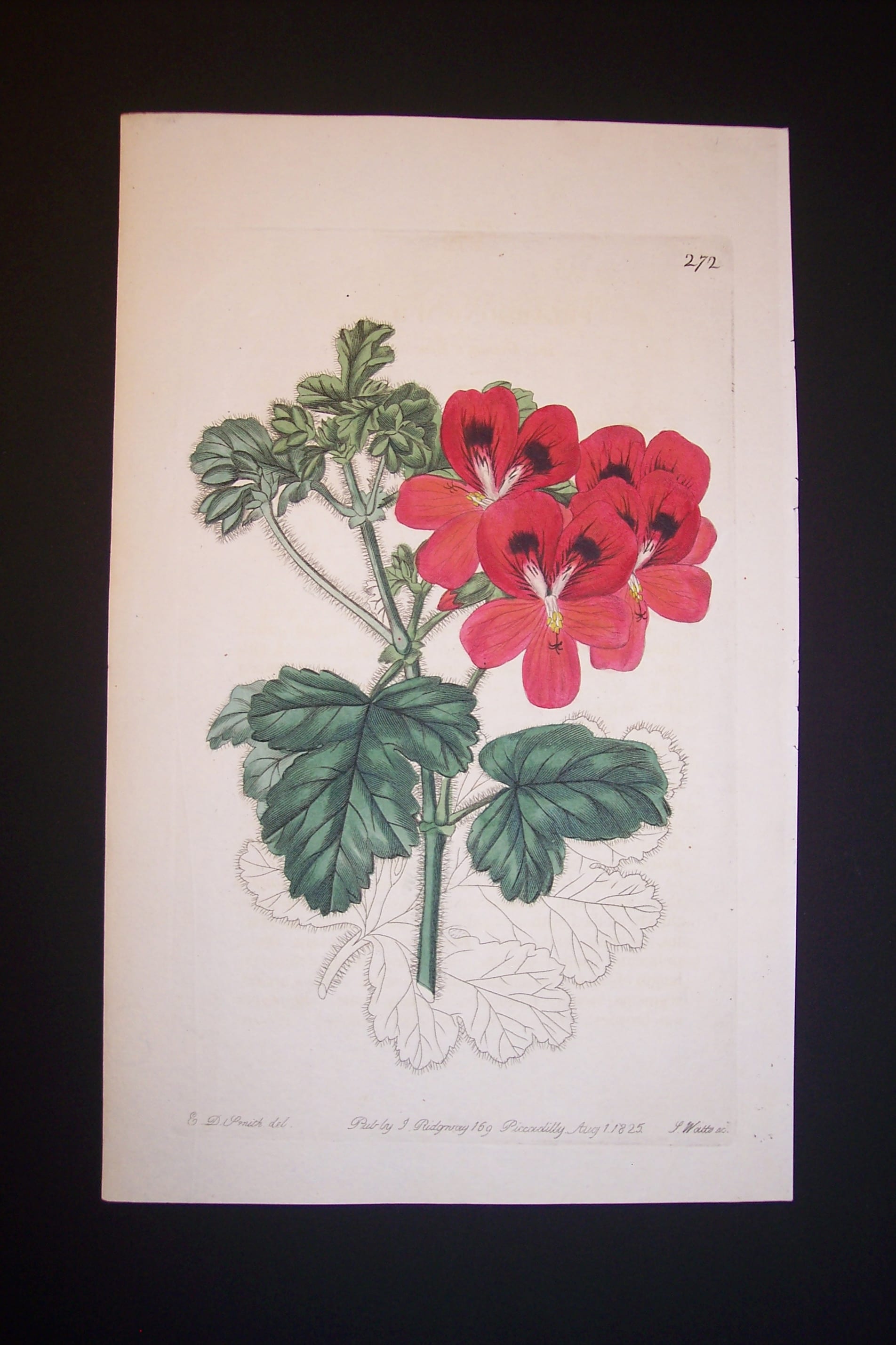 Geraniums: Antique Prints and Engravings - Anne Hall Antique Prints