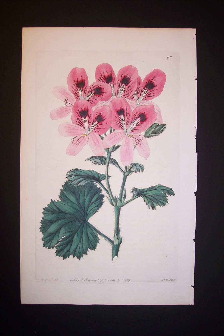 Geraniums Antique Engravings with Watercolors- Pink Pelagoniums