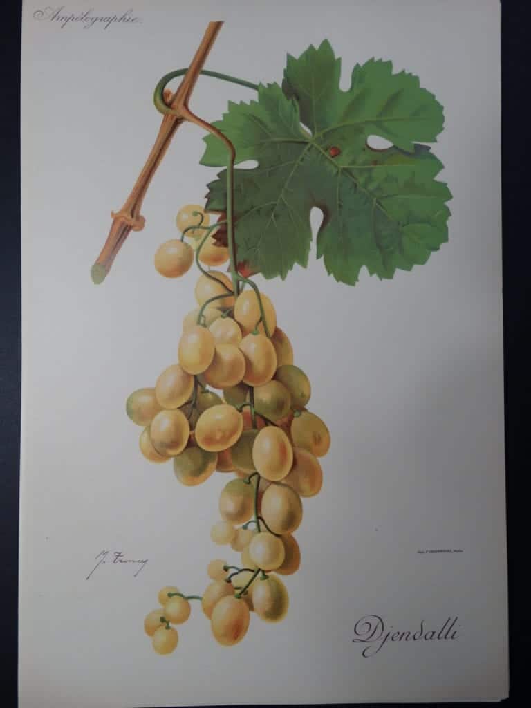 Antique Wine Lithographs & Hand-Colored Grape Engravings Wine