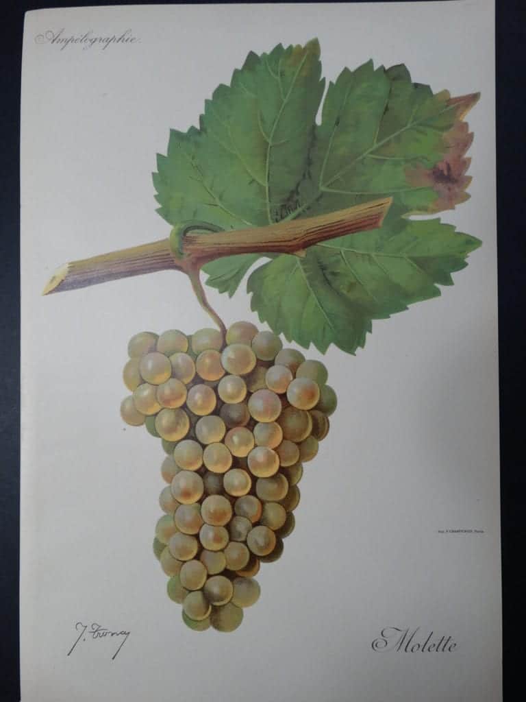 Antique Wine Lithographs & Hand-Colored Grape Engravings Wine